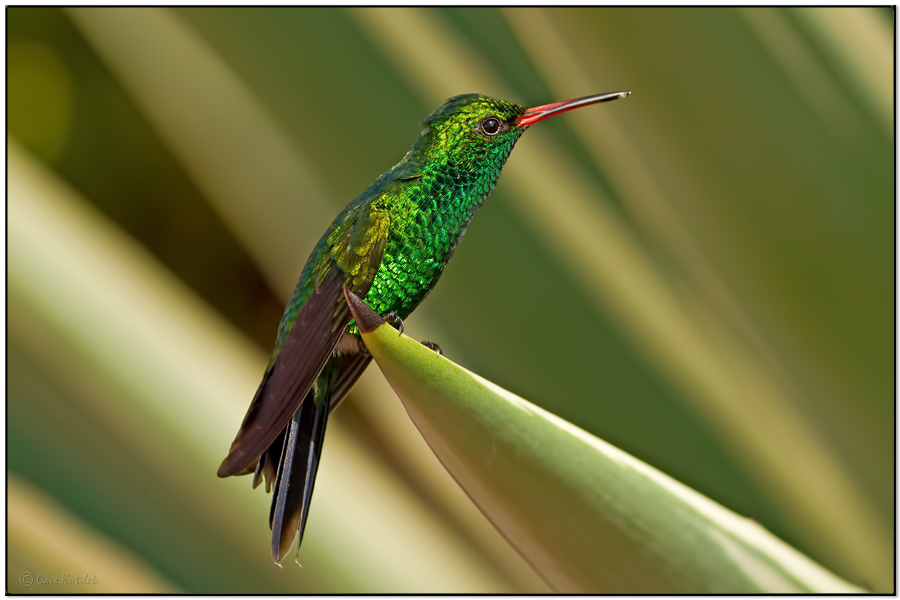 Dave's Birding Blog: Roatan Island, Honduras Birding