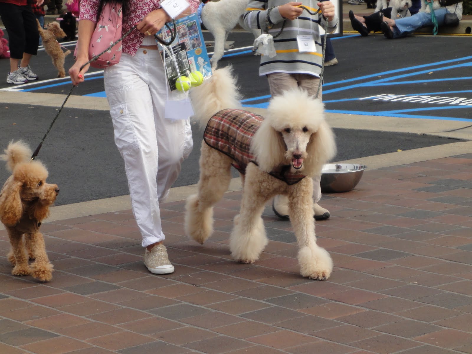 ArtsandCultureScene.com: Oodles of Poodles! The Poodle Parade! Carmel ...