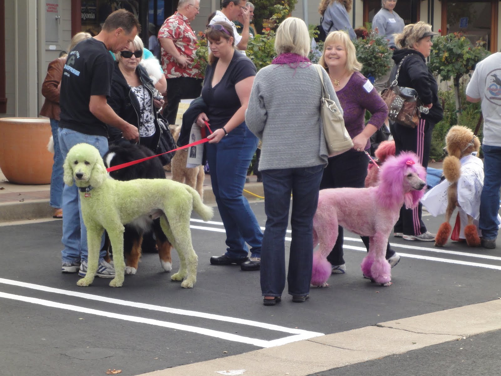 ArtsandCultureScene.com: Oodles of Poodles! The Poodle Parade! Carmel ...