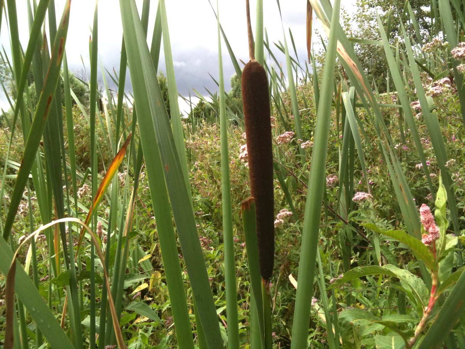 thodule de Beauce: Le Jonc Massette, l'Eupatoire