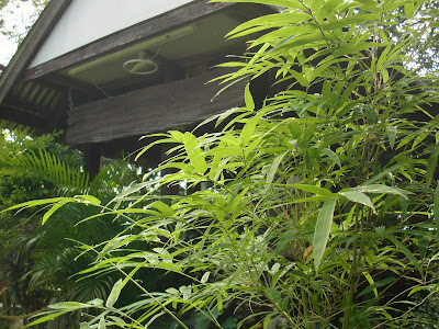 TERATAK IMPIAN BUKIT LALA: BULUH MADU PENGHIAS LAMAN