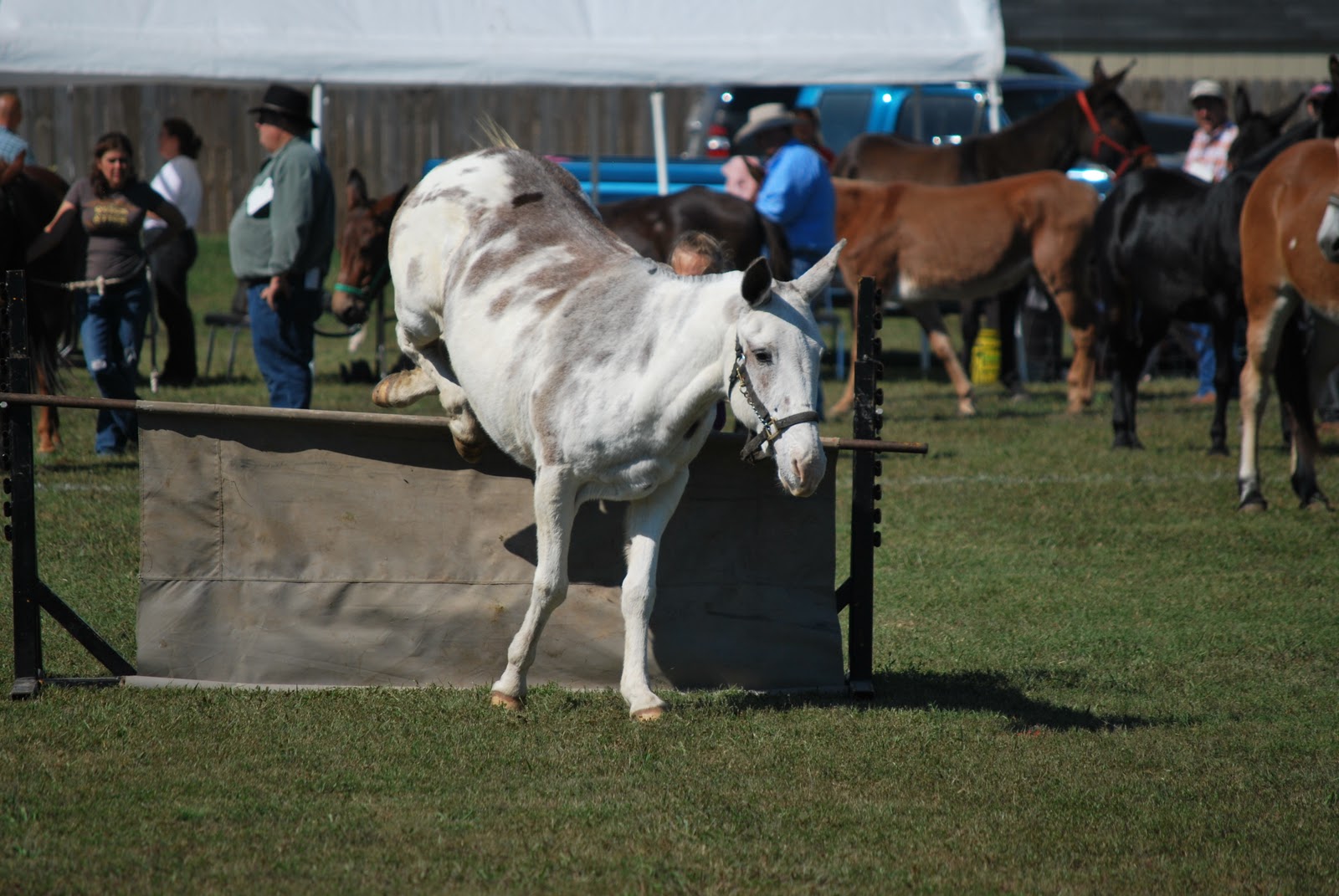 Keeping up with the "K"lubines: October 2010