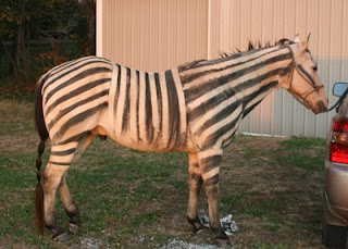 Malfunction Junction: Evolution of a zebra