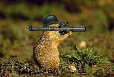LOL SQUIRREL: ARMY SPUIRRELS