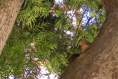 Santa Paula High School: Cardinal Blog: SPHS Squirrel!
