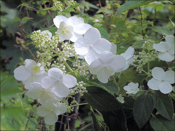Hydrangea paniculata, die Rispenhortensie: Pee Wee'