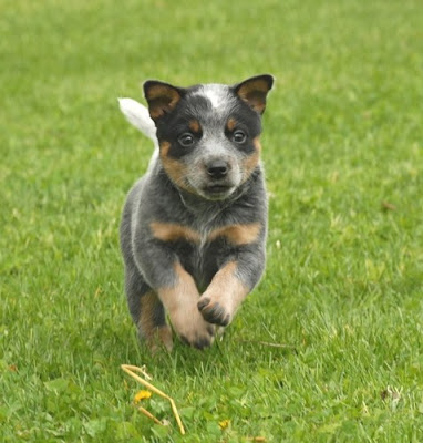 Cães São Tudo de Bom: Australian Cattle Dog (Boiadeiro Australiano)
