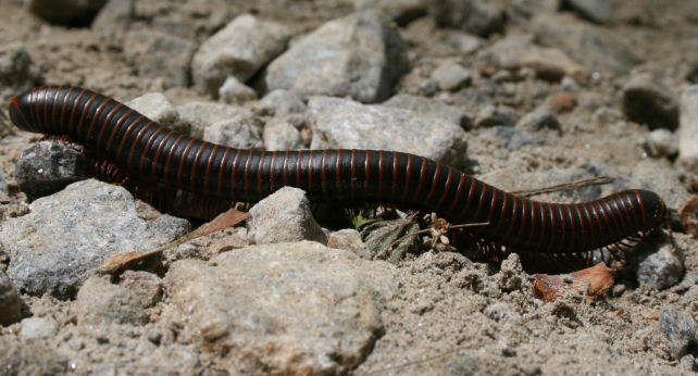 The Öko Box: Long Red and Black Striped Millipede