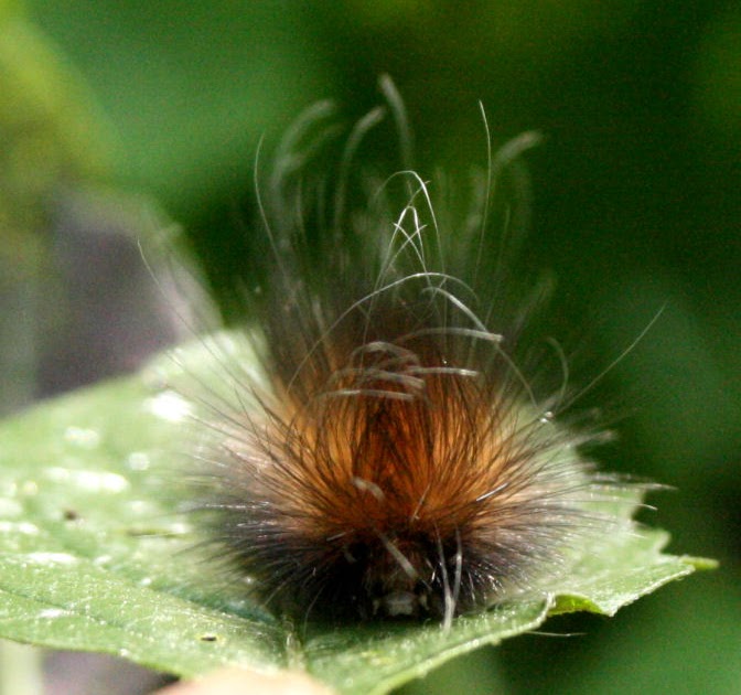 The Öko Box: Brown, Black and White Fuzzy Caterpillar