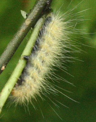 The Öko Box: Light Yellow Fuzzy Caterpillar