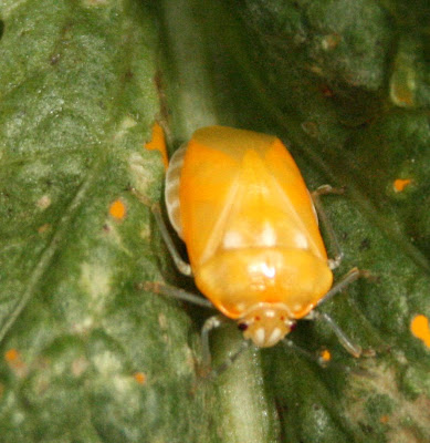 The Öko Box: Yellow Bug On Mustard Greens - Can You Identify It?