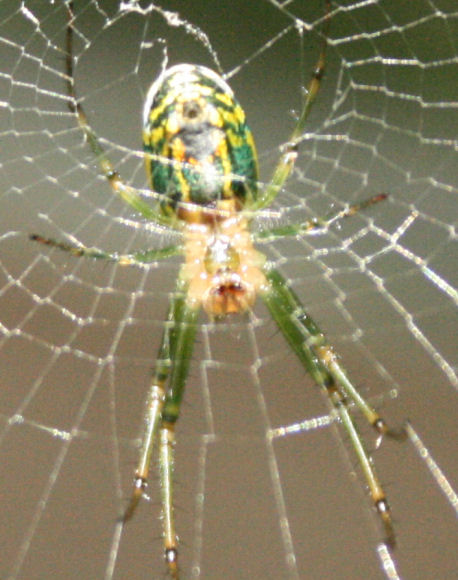 The Öko Box: Bright Green & Yellow Metallic Spider