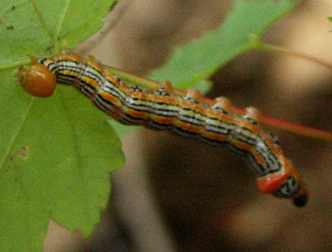 The Öko Box: Orange, Black and White Clown 'face' Caterpillar
