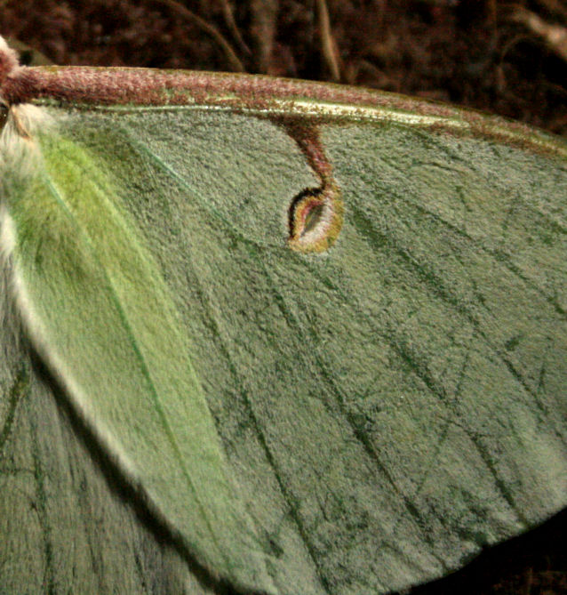 The Öko Box: (Almost Dead) Lunar Moth