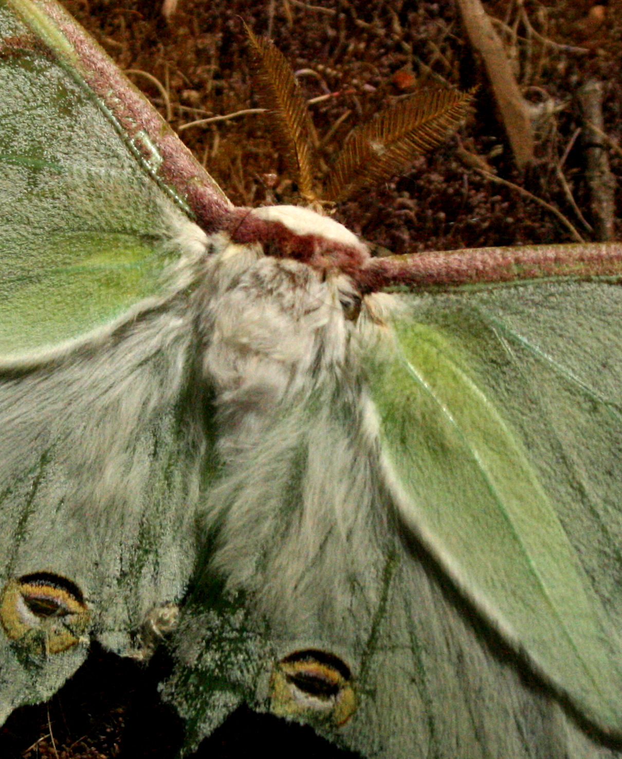 The Öko Box: (Almost Dead) Lunar Moth