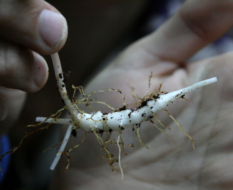 The Öko Box: Edible Forest: Indian Cucumber Root