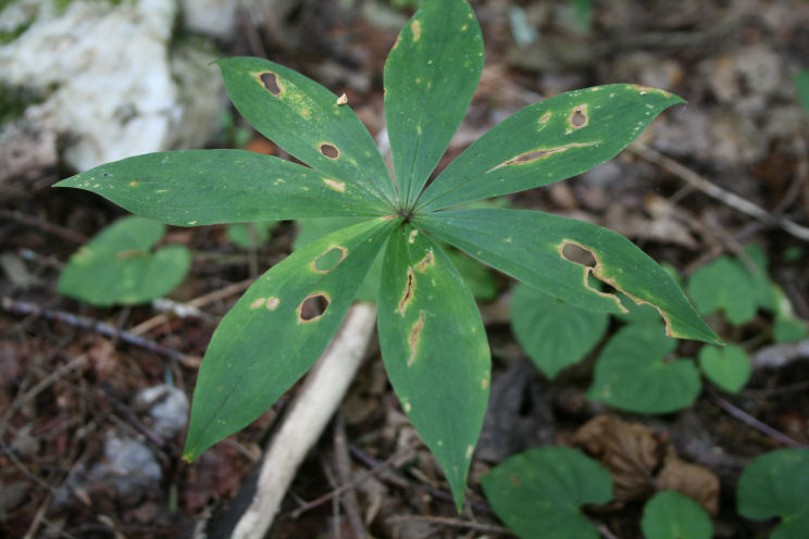 The Öko Box: Edible Forest: Indian Cucumber Root