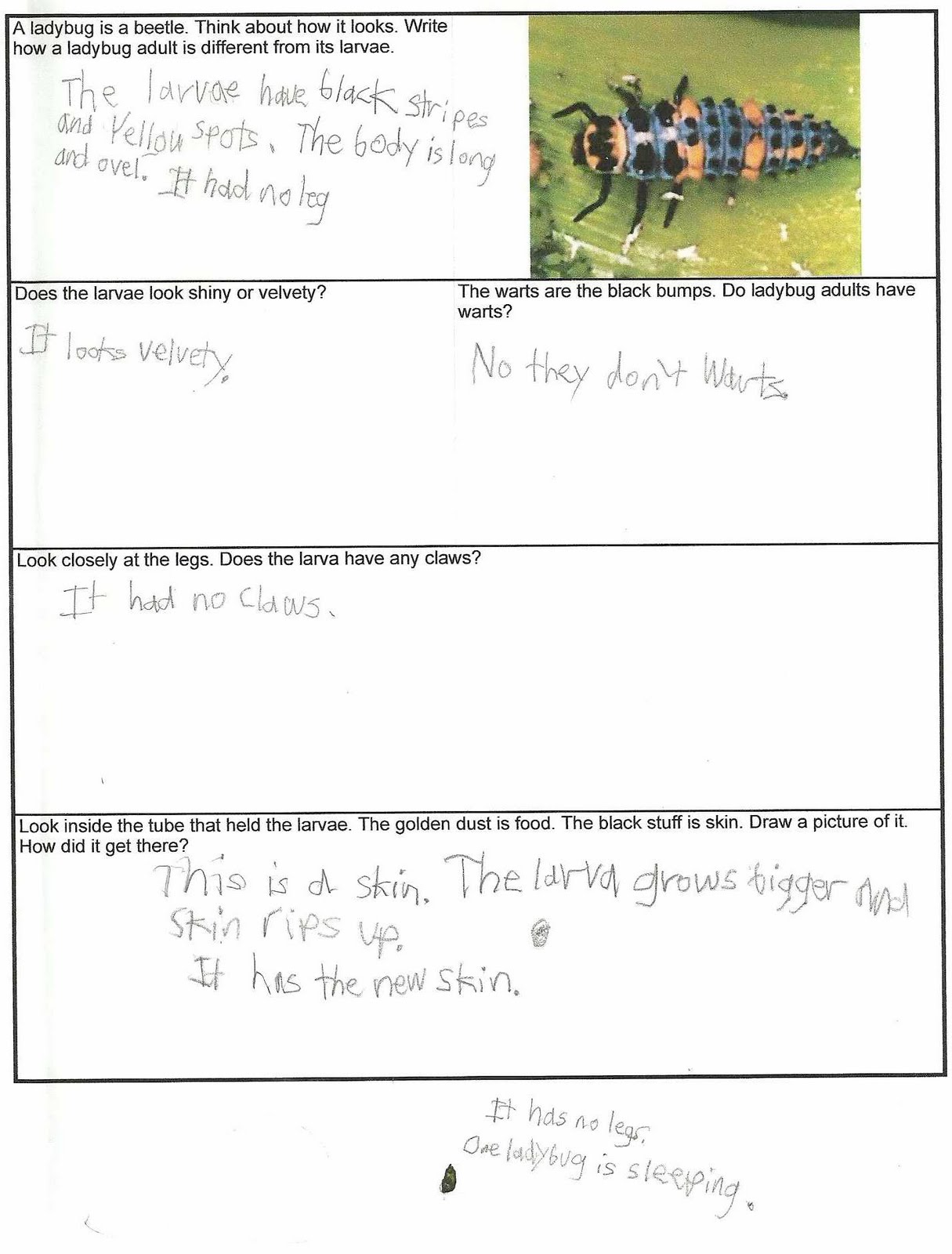 Aut-2B-Home in Carolina: Ladybug, Ladybug, Fly Away Home!