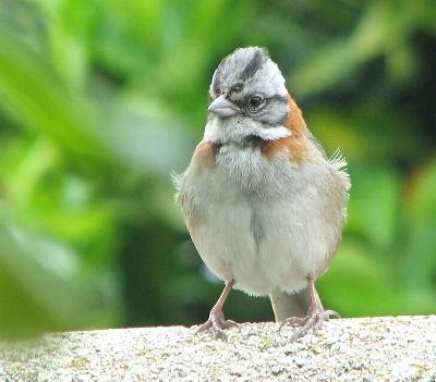 Chile Sorprendente : Chincol