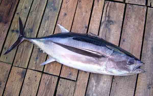 Chile Sorprendente : Albacora