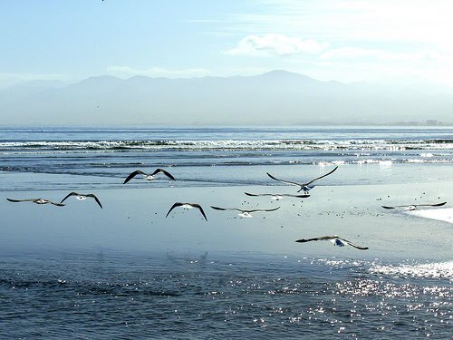 Chile Sorprendente : Changa. Coquimbo