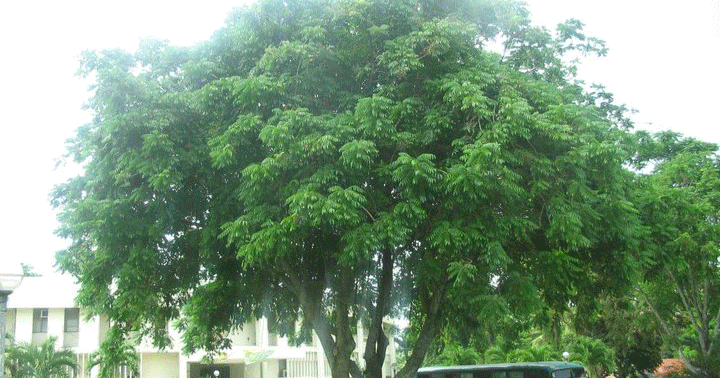 City of Bogo: Bogo Tree - Garuga Floribunda