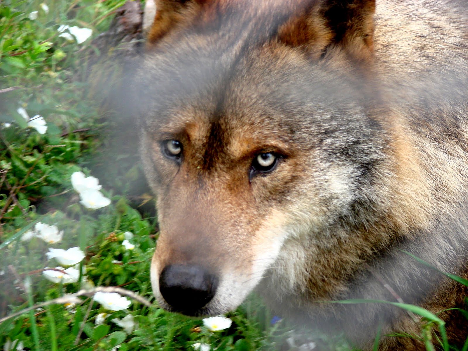 De Rerum Natura: O Lobo, um bicho “cada-vez-menos-mau”?