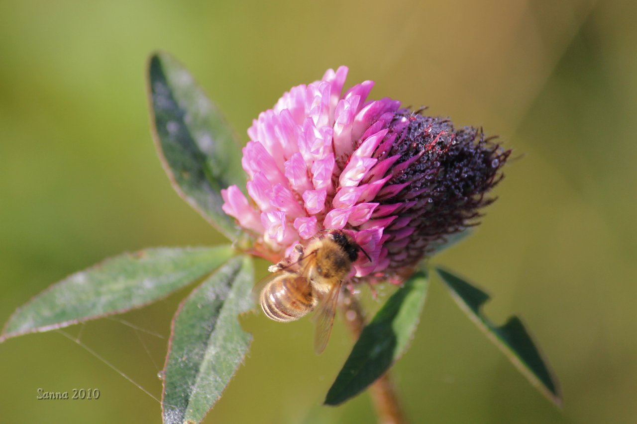 Mina foton ~~ My photos: Bi på rödklöver ~~ Bee on red clover