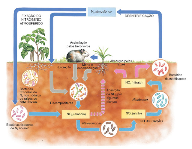 Encontros em 1º grau: Ciclos biogeoquímicos
