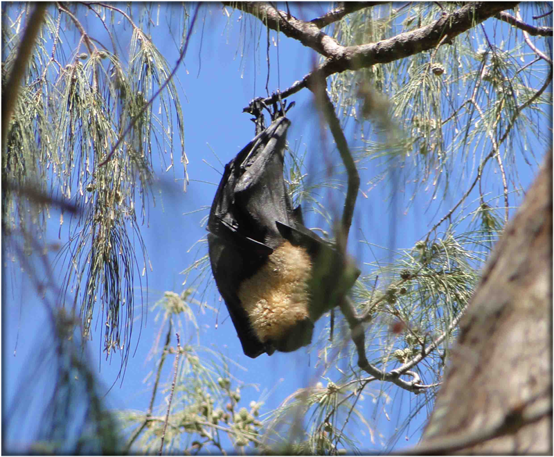 Half Way Around?: Nuku'Alofa, Tongatapu aka Kingdom of Tonga