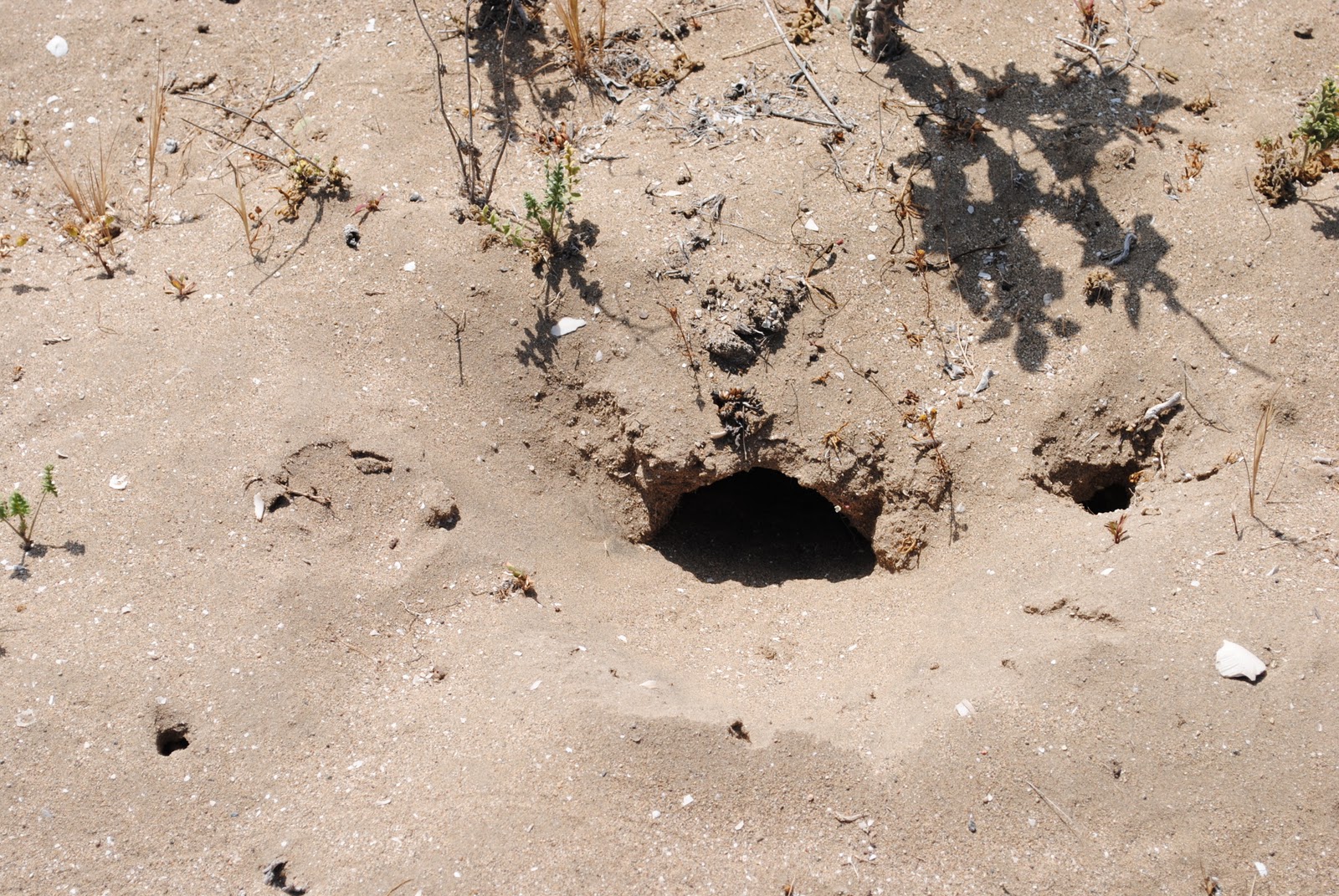 Struan and Anna in Chile: Desierto florido - the flowering desert