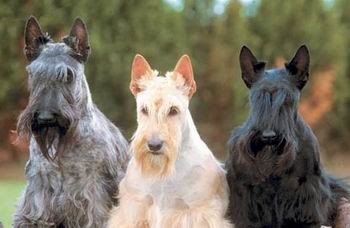 CHIVAS DE CORAZÓN: SCOTTISH TERRIER