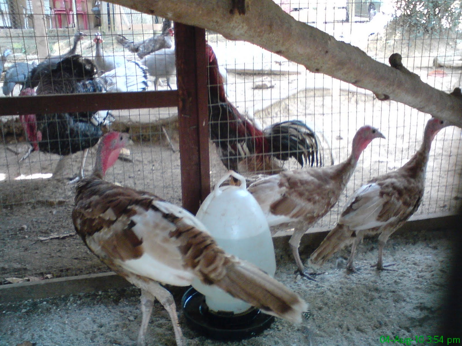 Exotic Bantam Farm: Buff Turkey