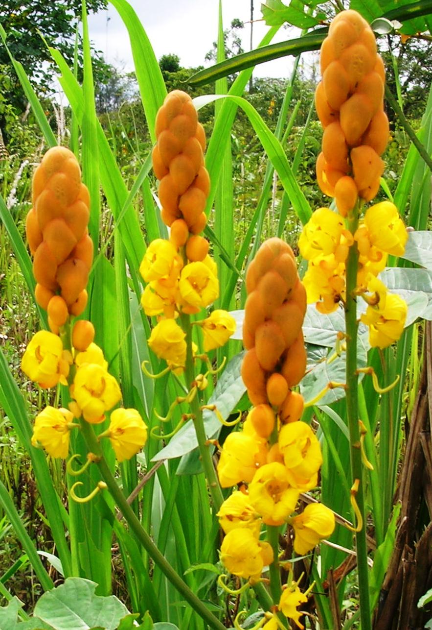 TIMI PhotoS - All About Papua - Indonesia: Bunga Liar