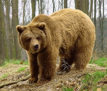 ANIMALES EXTINTOS : OSO PARDO MEXICANO