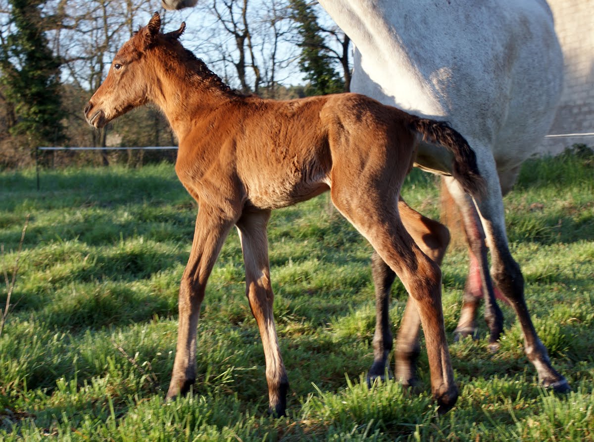 La Tria - Endurance: El Poltre de la Balyka