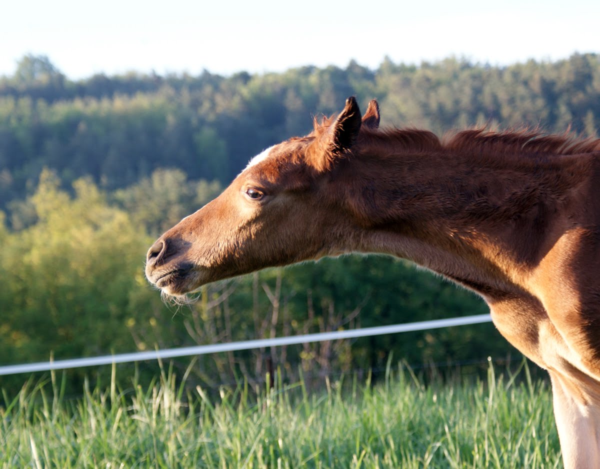 La Tria - Endurance: El poltre de la Kaline