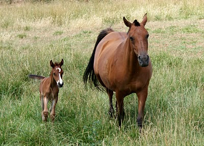 La Tria - Endurance: Poltre de la EO Fataha.