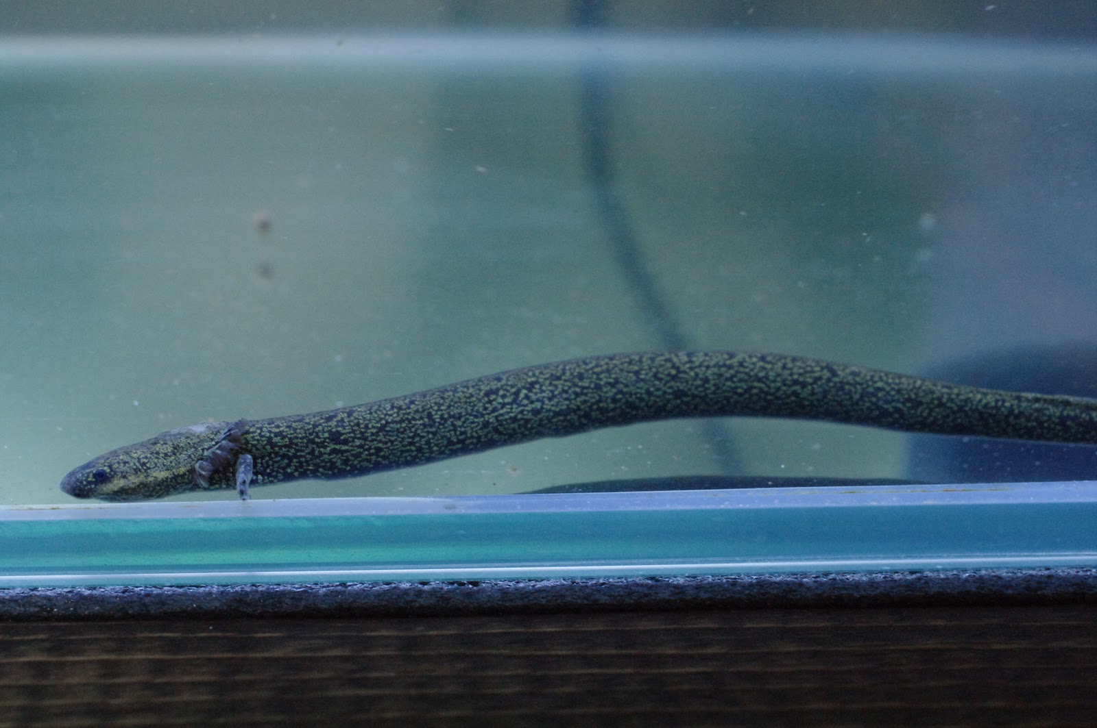 北米有尾類研究所: 自慢/恥