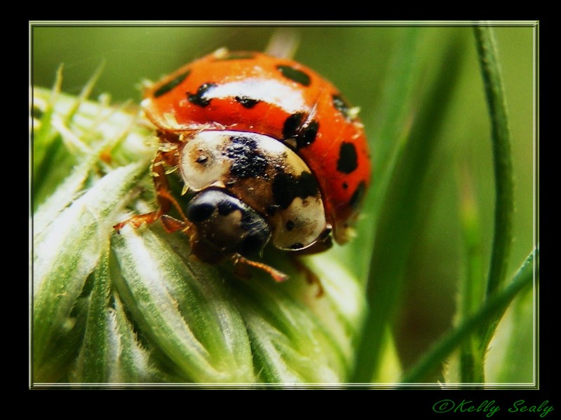 WHEN NATURE SPEAKS, DO YOU LISTEN?: LADYBUGS: Facts and Lore