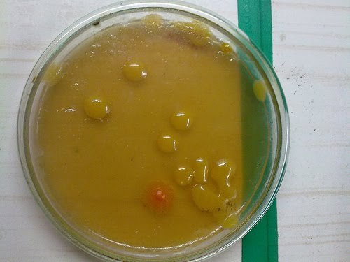 Phoenix Life Science Laboratories: Xanthomonas campestris