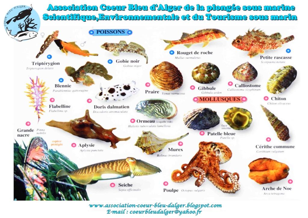 Association Coeur Bleu d'Alger de la plongée sous marine: La faune et ...