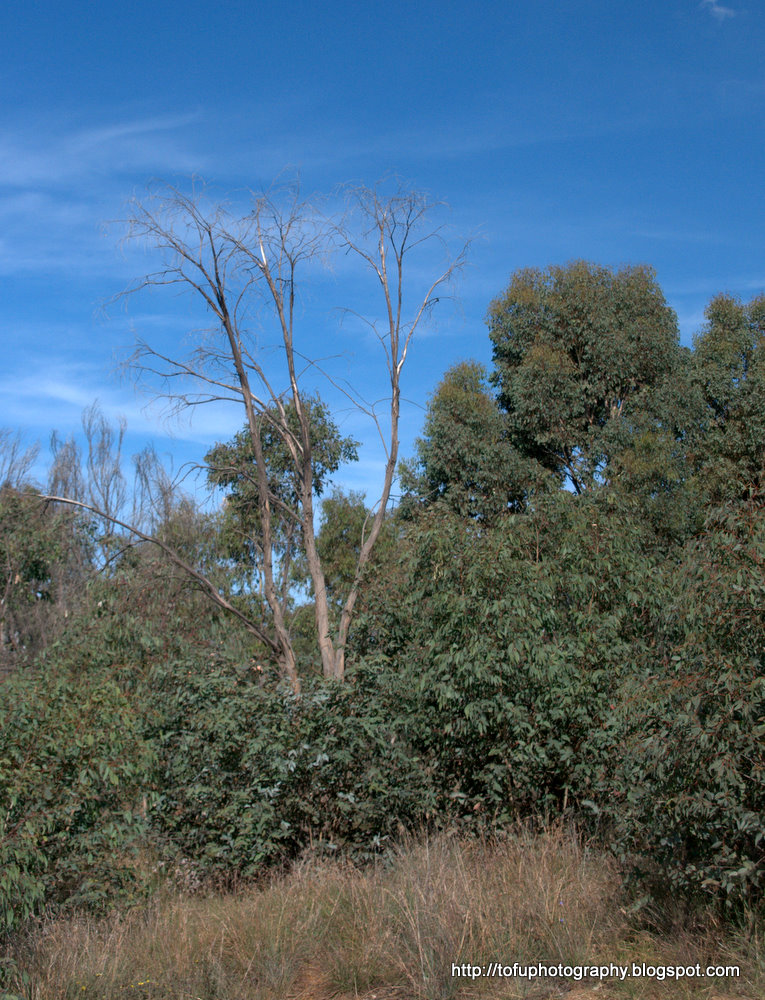 Tofu Photography: Australian bush scene