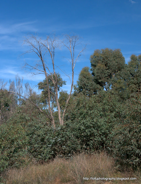 Tofu Photography: Australian bush scene