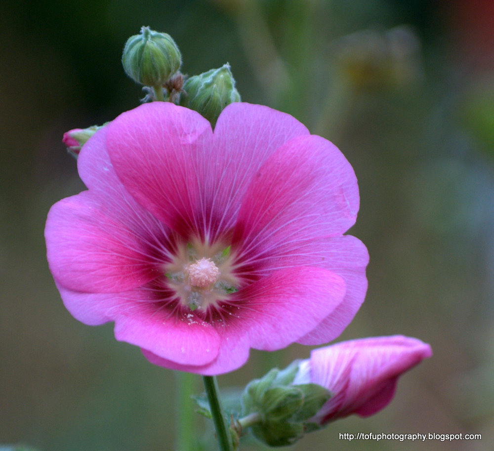 Tofu Photography: Sublime flowers