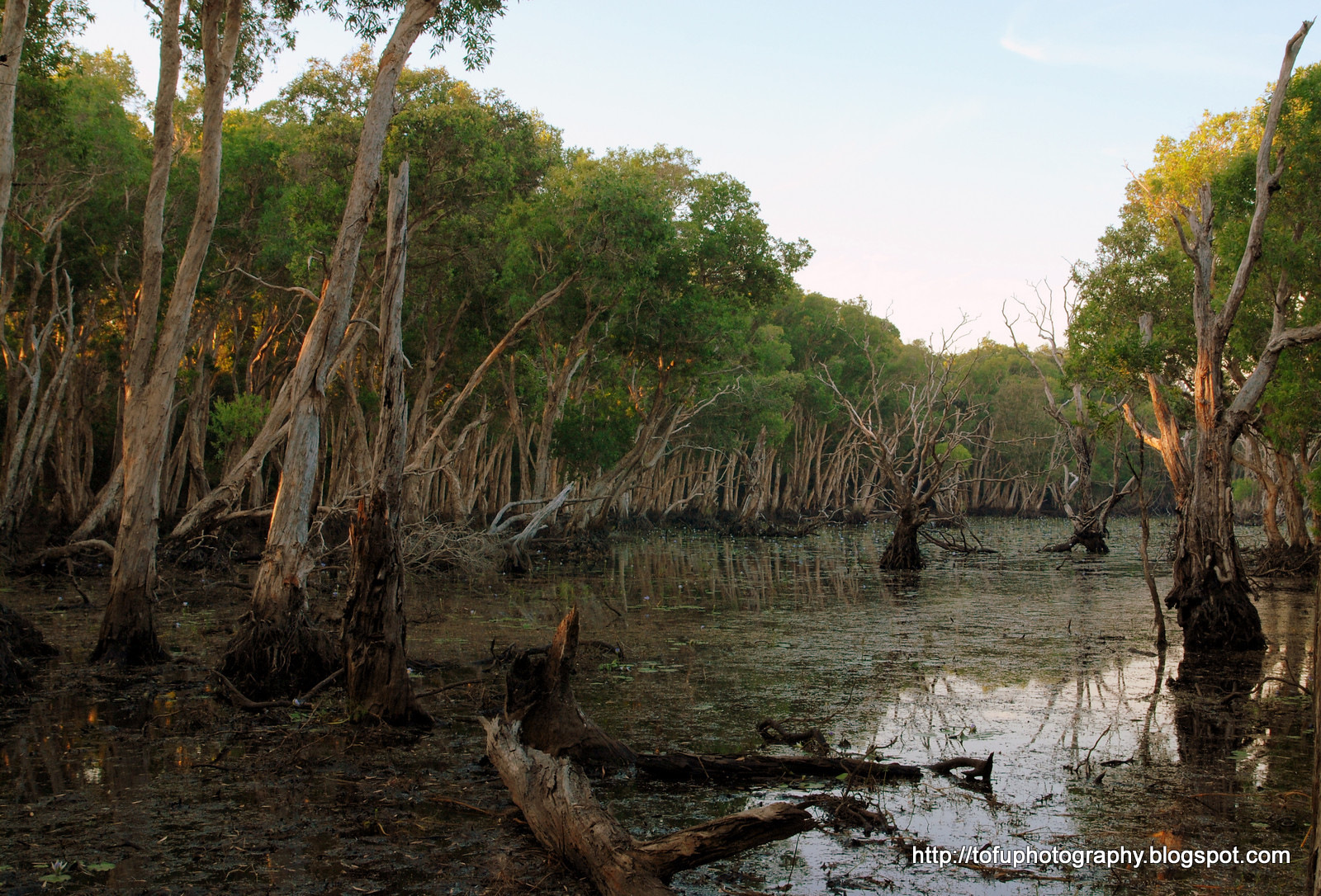 Tofu Photography: Nayawili swamp pt. 2