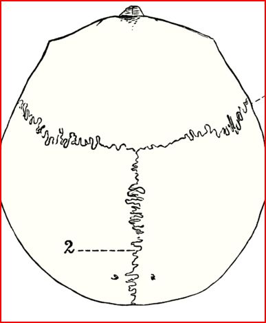 Pauletta & Denzel Washington Neuroscience Program: Bregma marks the ...
