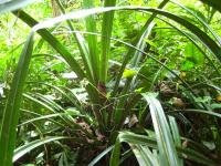 karagumoy: karagumoy plants