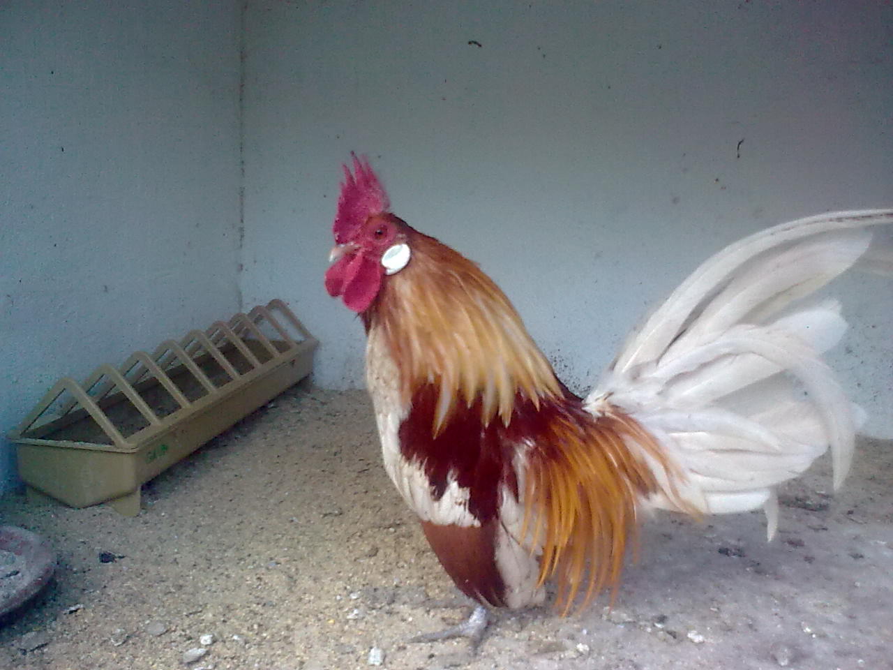 Gallinas de raza enana: MAS FOTOS AL DETALLE