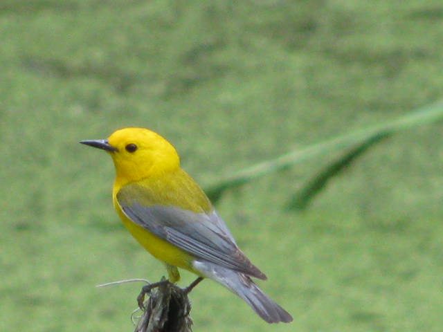 BirdsEyeViews: Pretty Yellow Bird